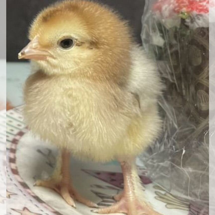 Цыплята на заказ