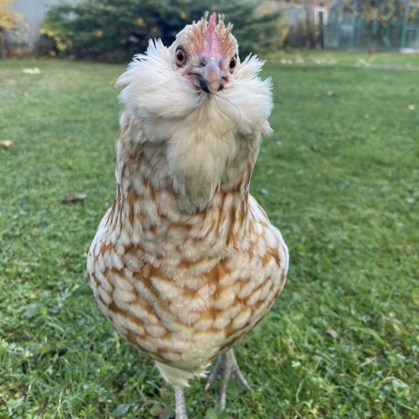 Куры несушки 3 шт (тюрингская бородатая)