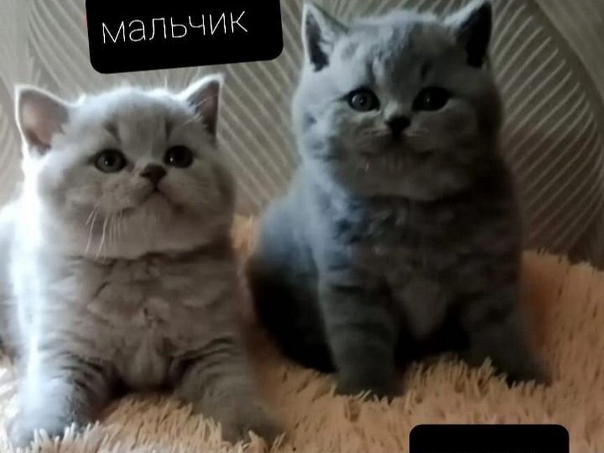 Британские плюшевые детки