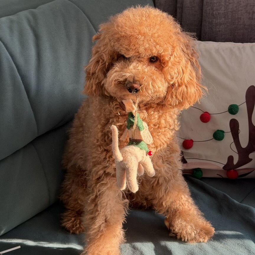 Мальтипу, вязка