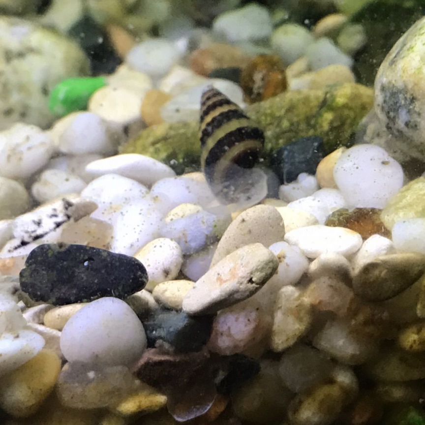 Улитка Хелена