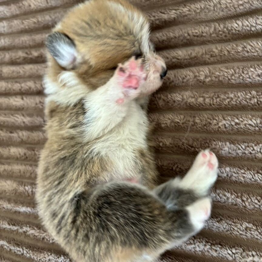 Малыши коржики