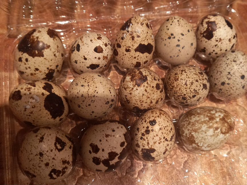 Яйца перепелиные инкубационное