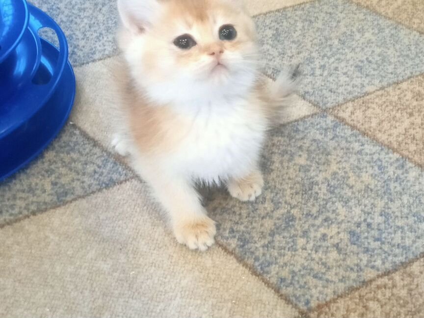 Солнышки
