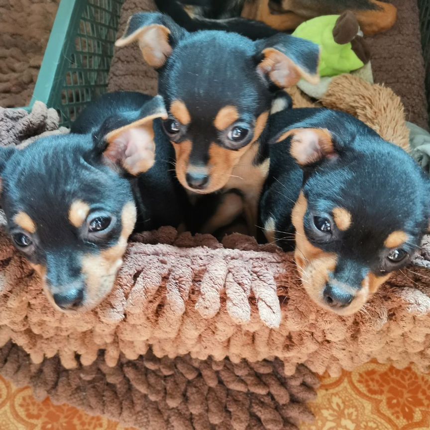 Русский той-терьер, щенок