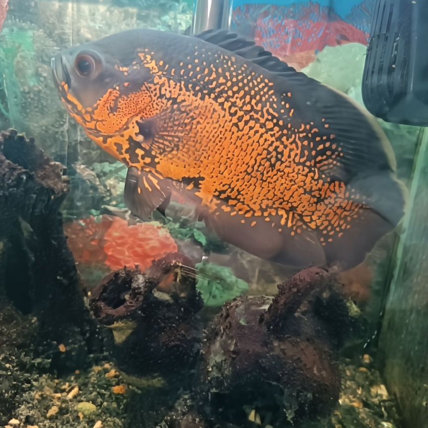 Астронотус 20см