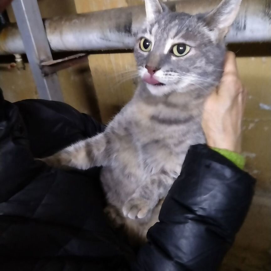 Кошка в дар