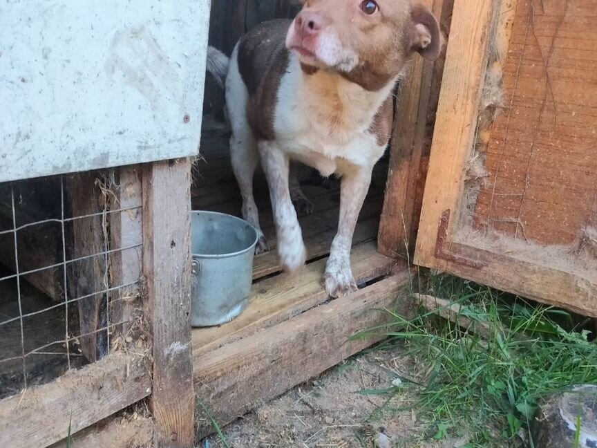 В добрые руки