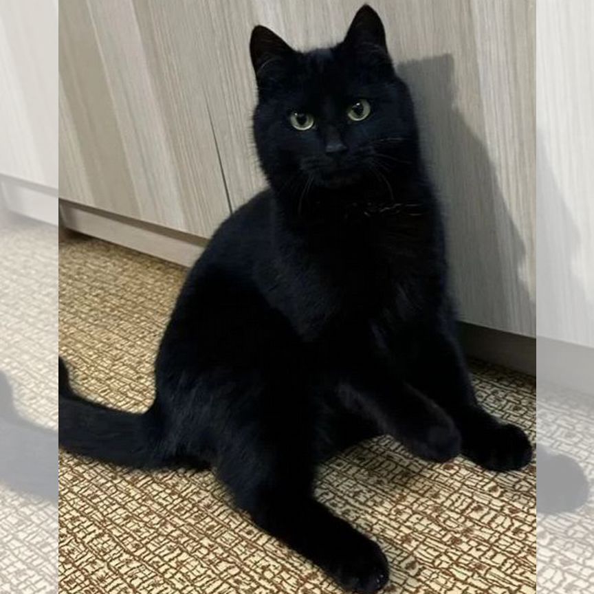 Котик 5 мес лучшим людям на свете