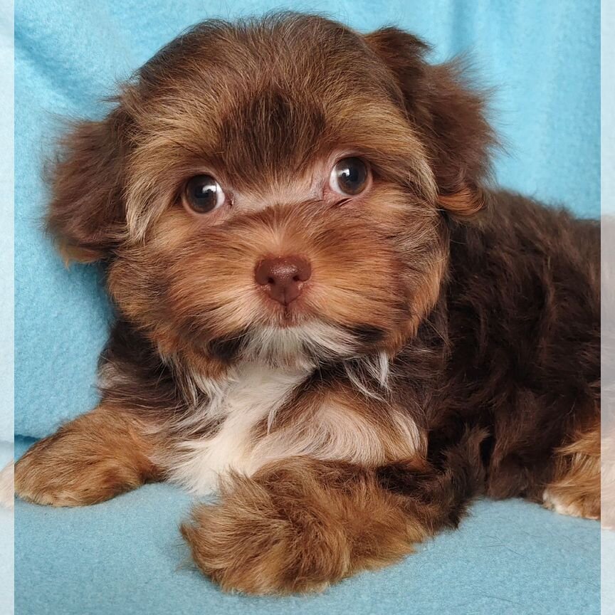 Петербургская орхидея, щенок