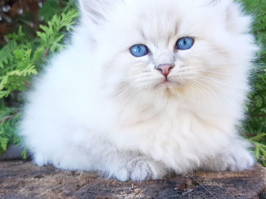 Котята невские маскарадные