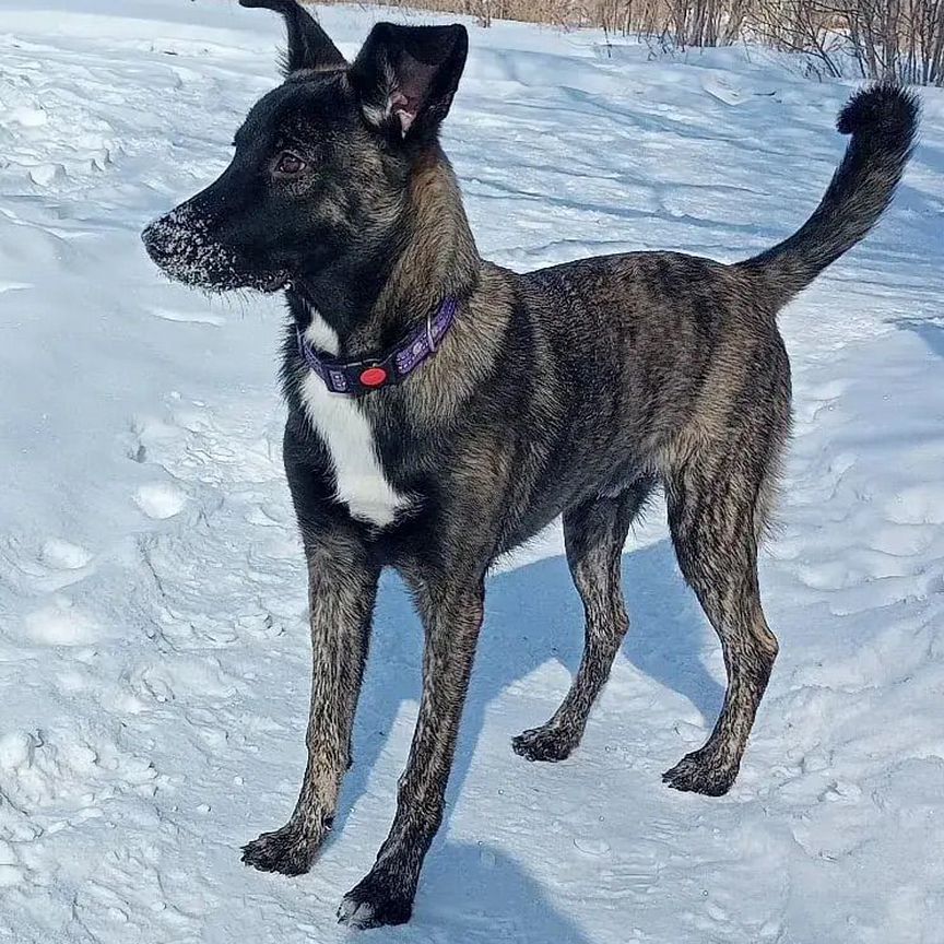 Взрослая собака в добрые руки
