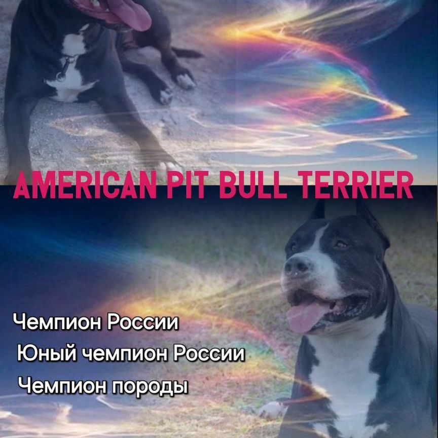 Питбуль