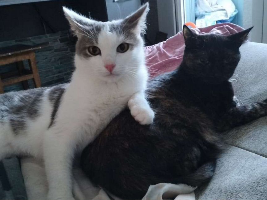 Котик умный,молодой