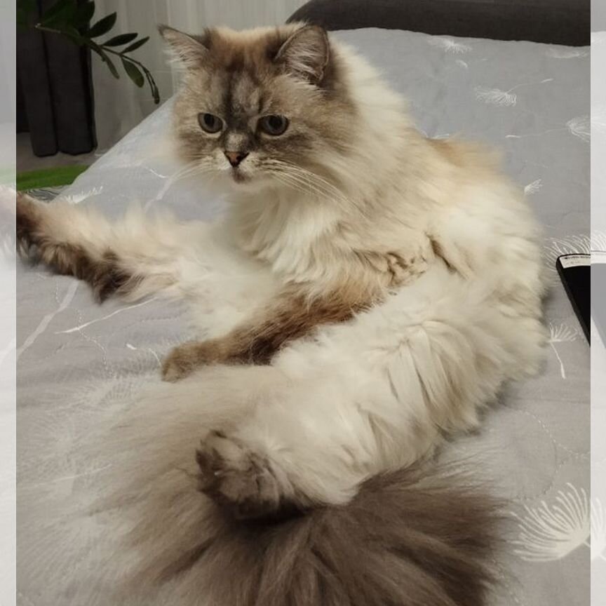 Взрослый кот в добрые руки