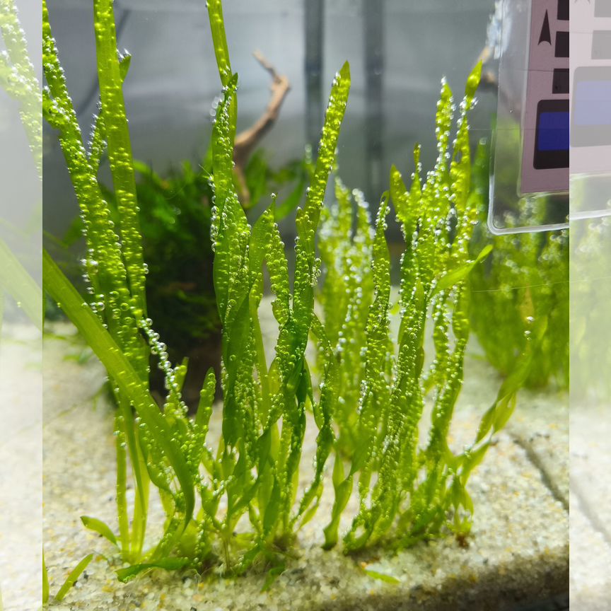 Валлиснерия спиральная