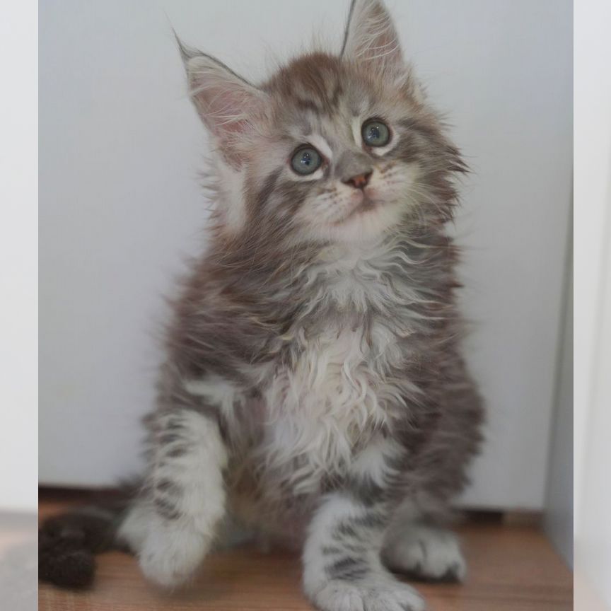 Мейн-кун котёнок