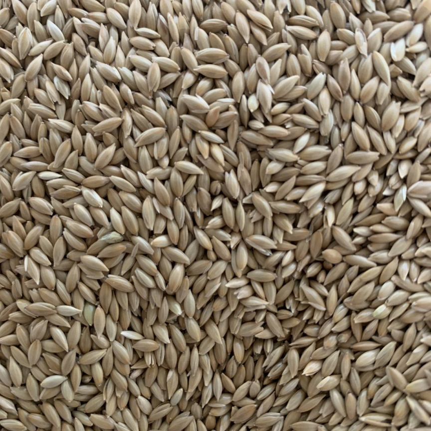 Канареечное семя