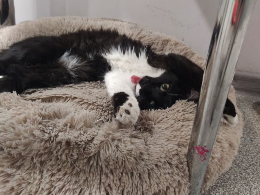 Котик Гоша ищет дом