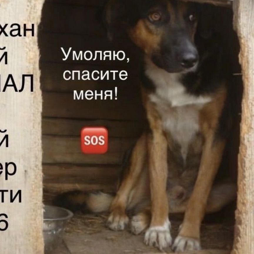 Спасите от усыпления