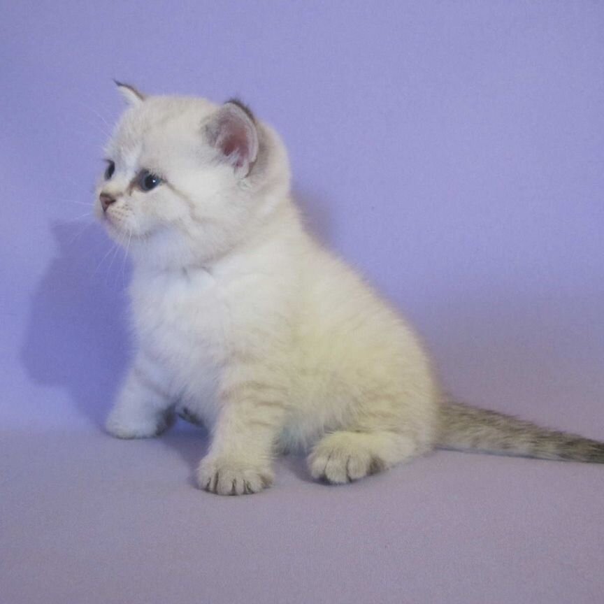 Шатланские котята