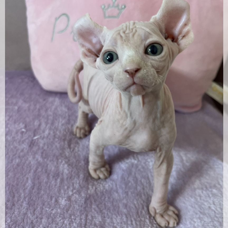 Самые ласковые котятки