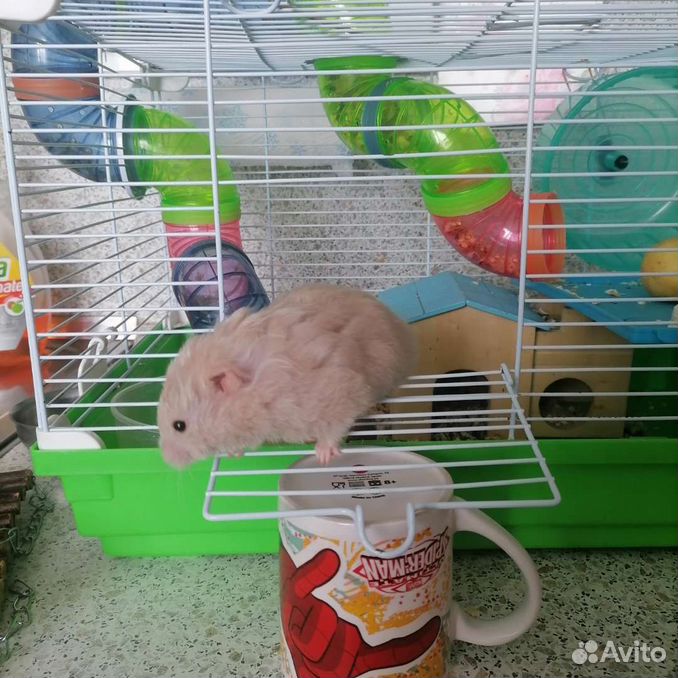 Хомячек Поночка 5 месяцев