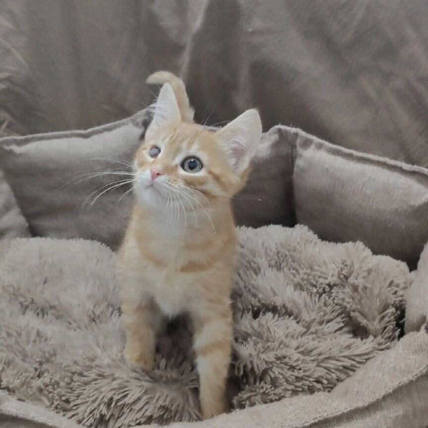 Корсарик