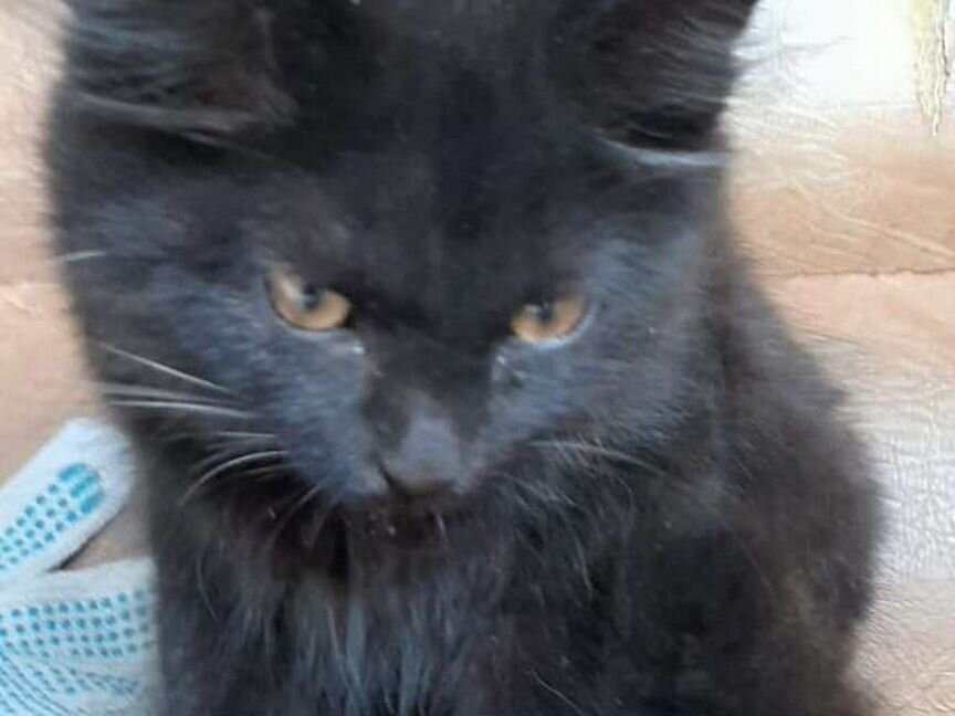 Котёнок от библийского кота