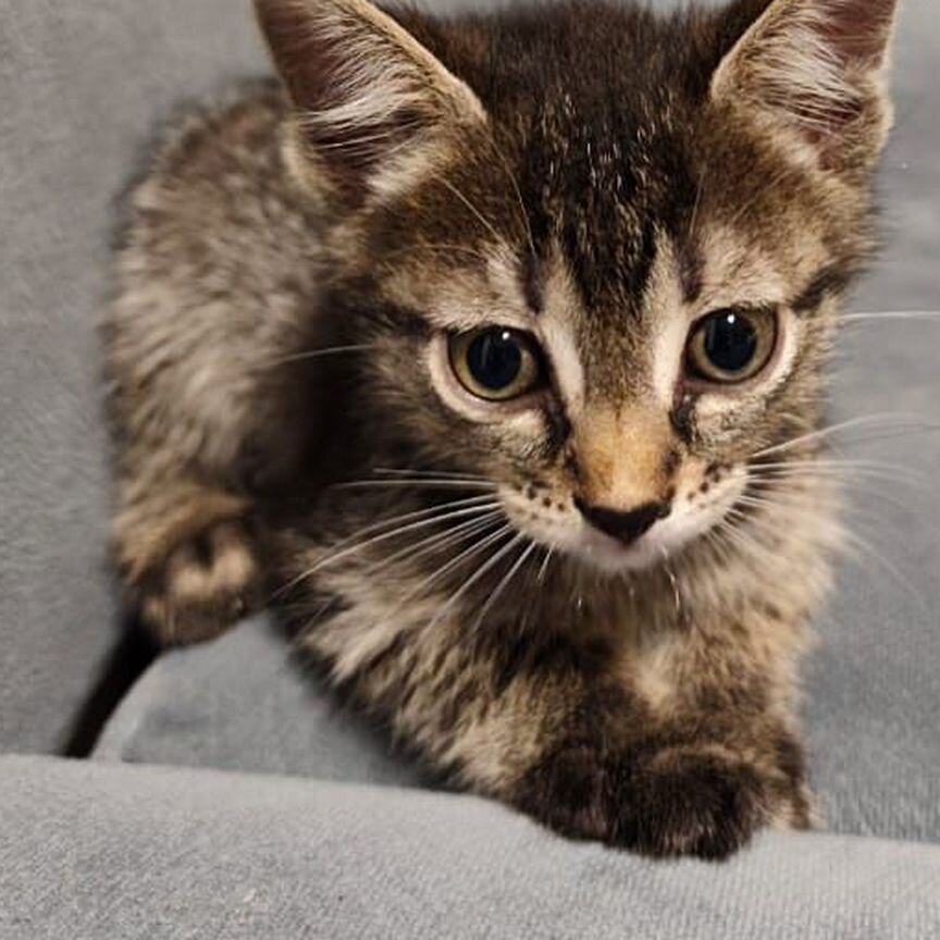 Кошечка 1, 5 мес