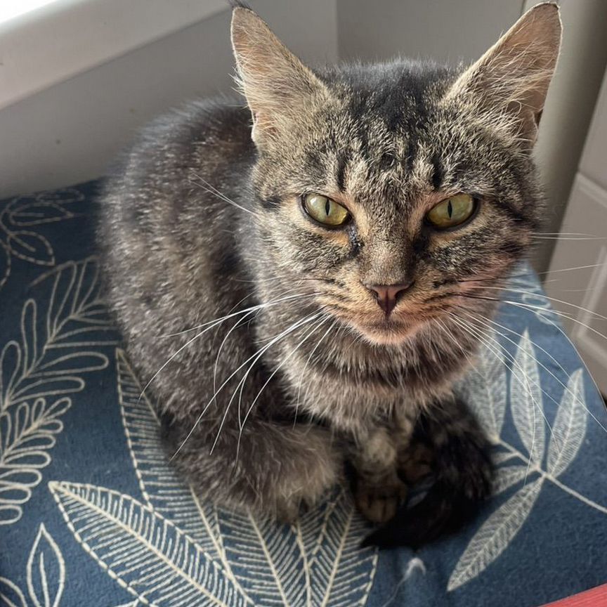 Взрослая, кошка в добрые руки