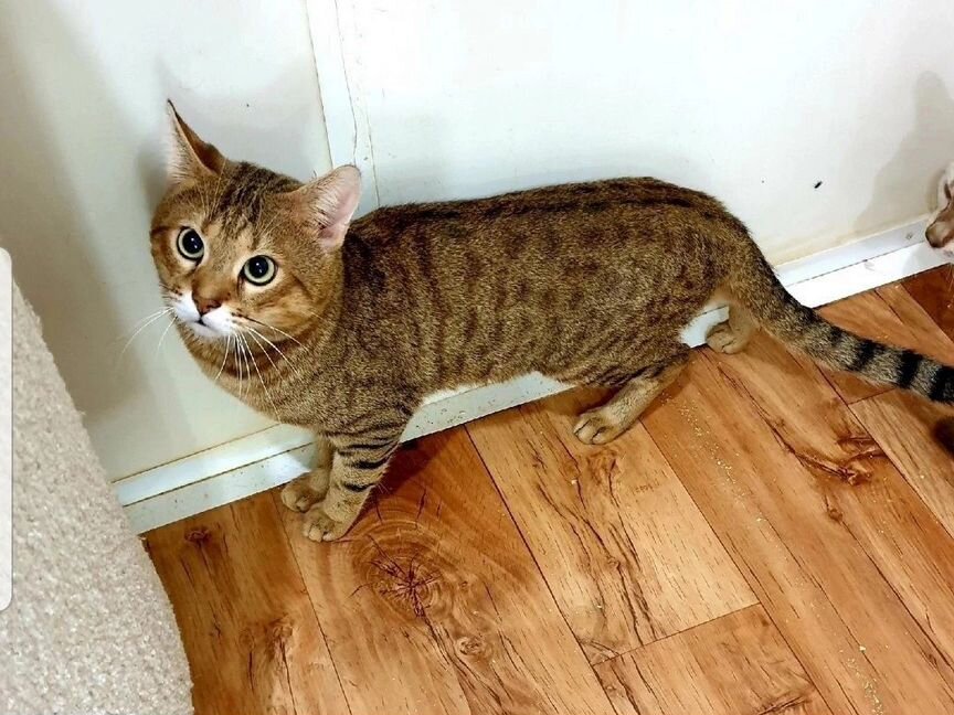 Кот чаузи в семью