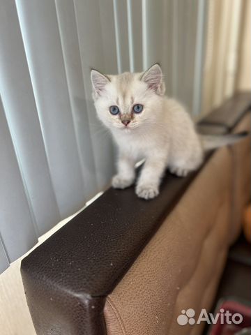 Шотланский котенок