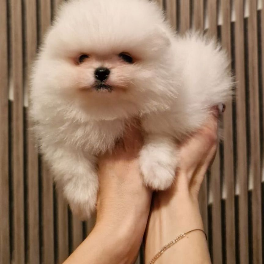 Мини шпиц белый мальчик
