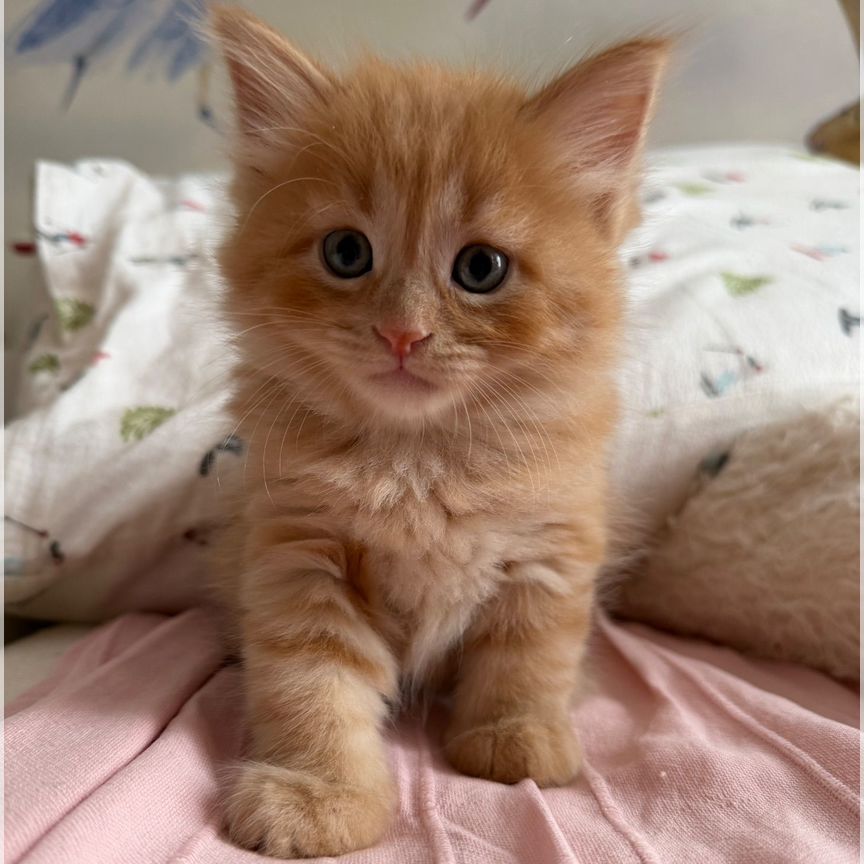 Сибирский котёнок