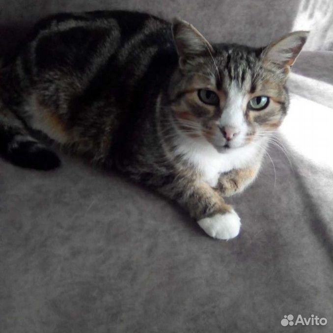 Спасите кота загрызает собака