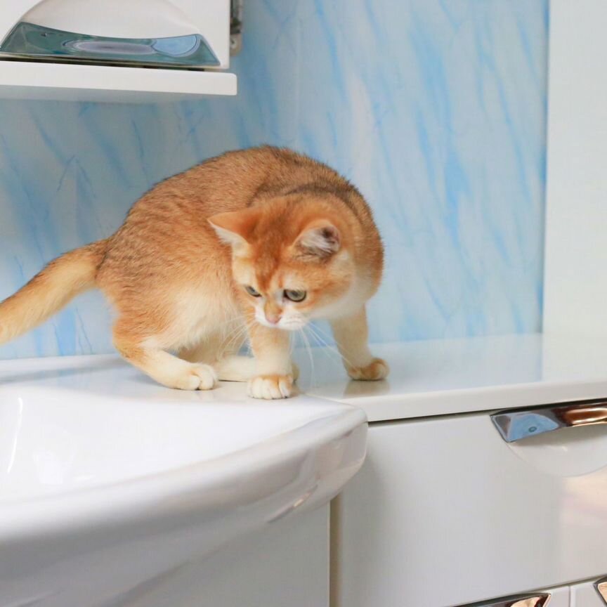 Британский короткошёрстный котёнок