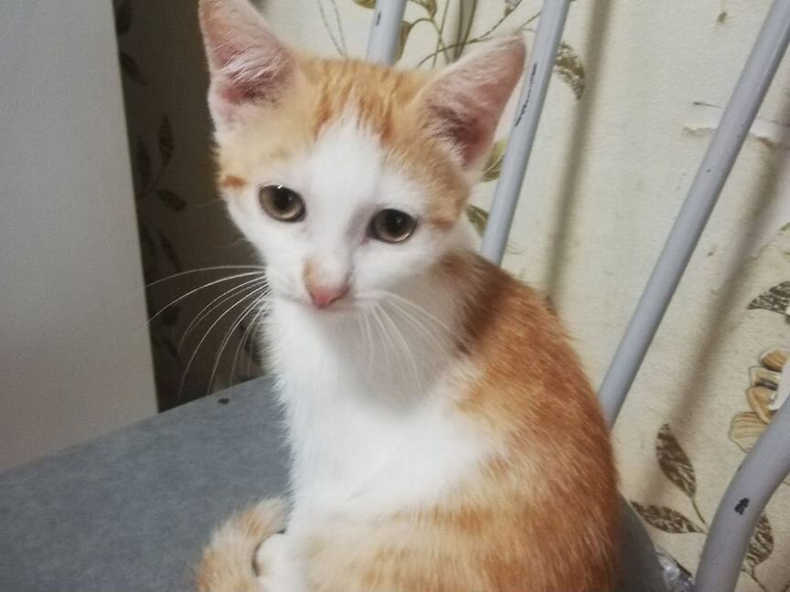 Кошка