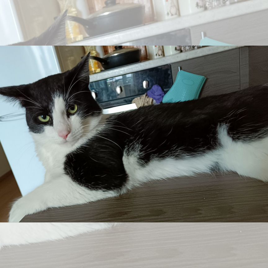 Котик в добрые руки