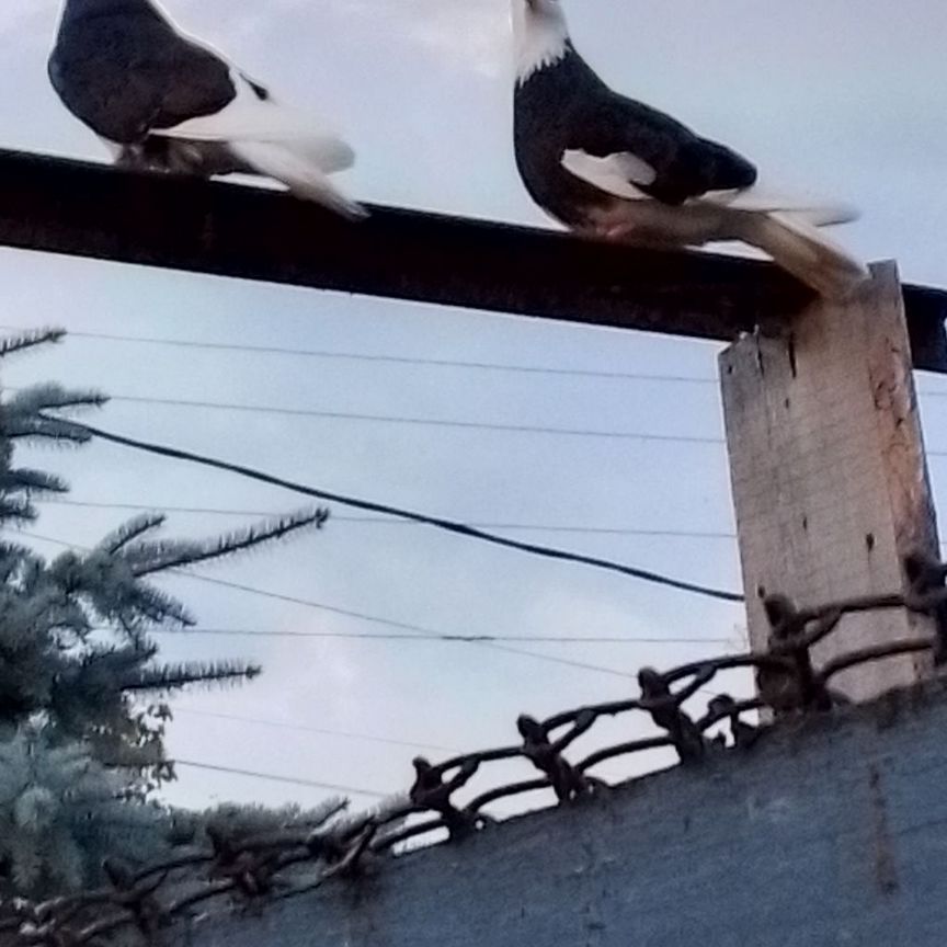 Голуби