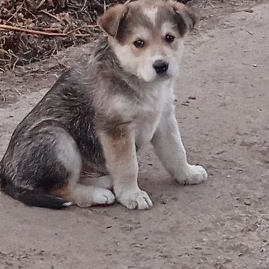 Щенок в добрые руки