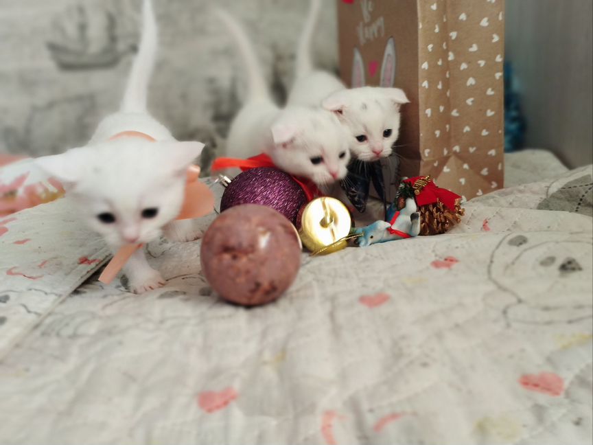 Котята