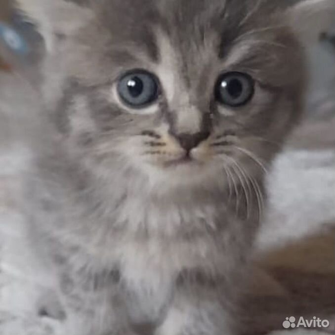 Котенок мальчуган