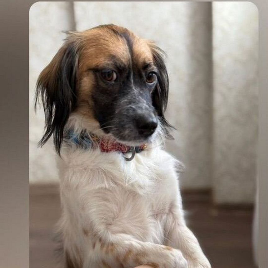 Небольшая малышка, девочка, в добрые руки