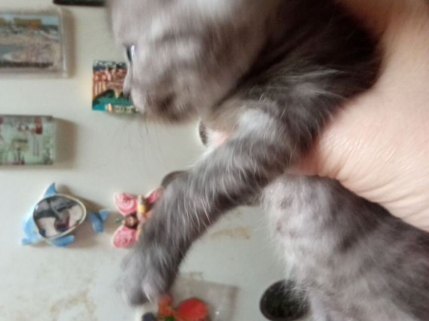 Шотландская