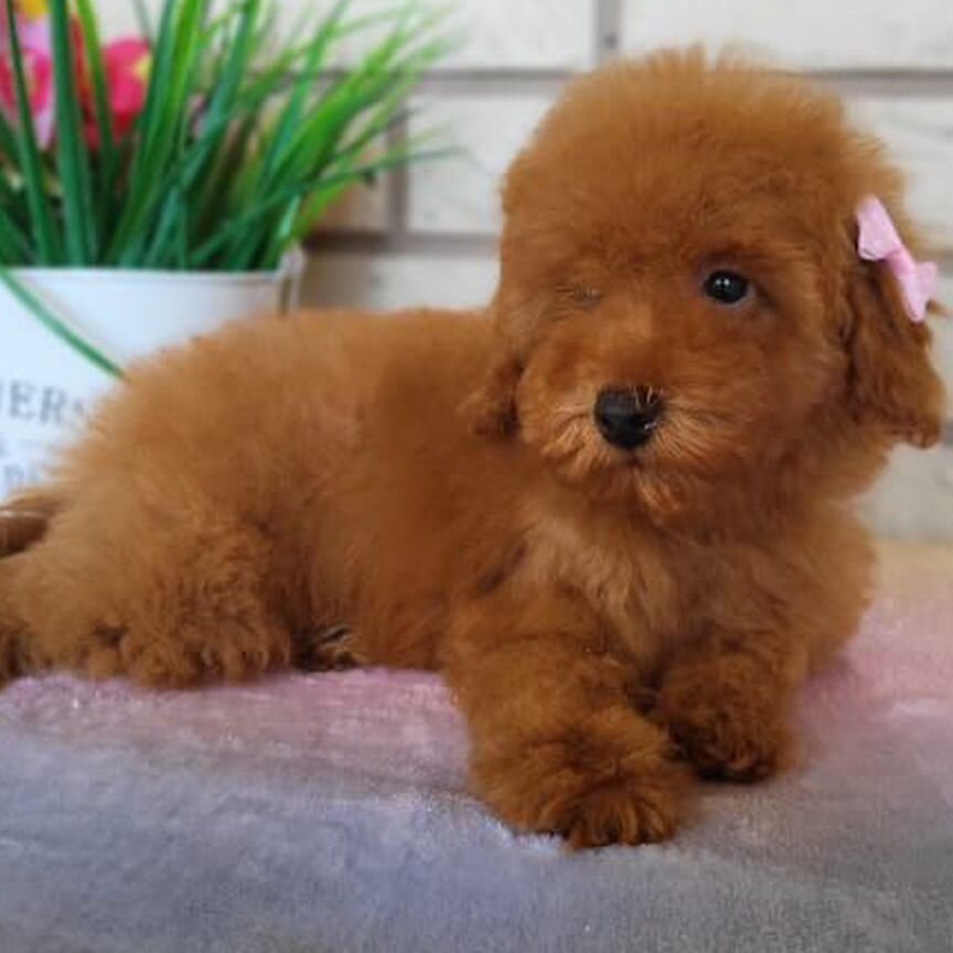 Той-пудель, щенок