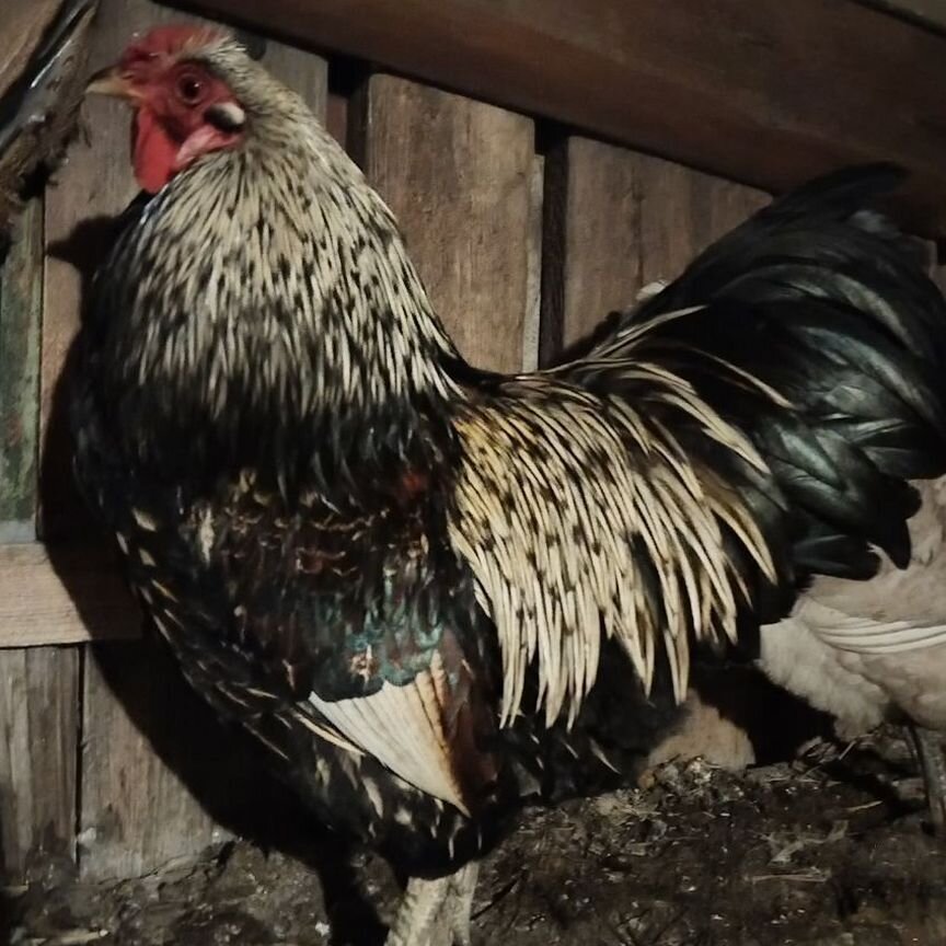 Петухи на племя