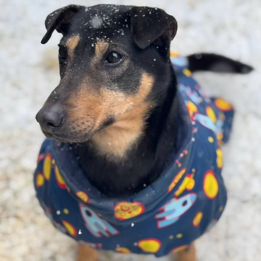 Взрослая собака в добрые руки