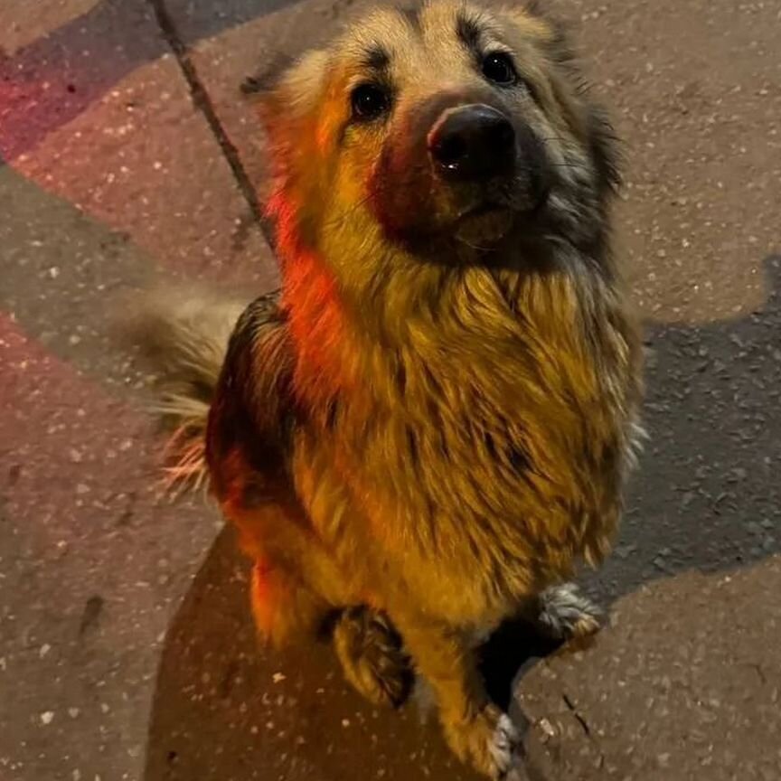 Взрослая собака в добрые руки