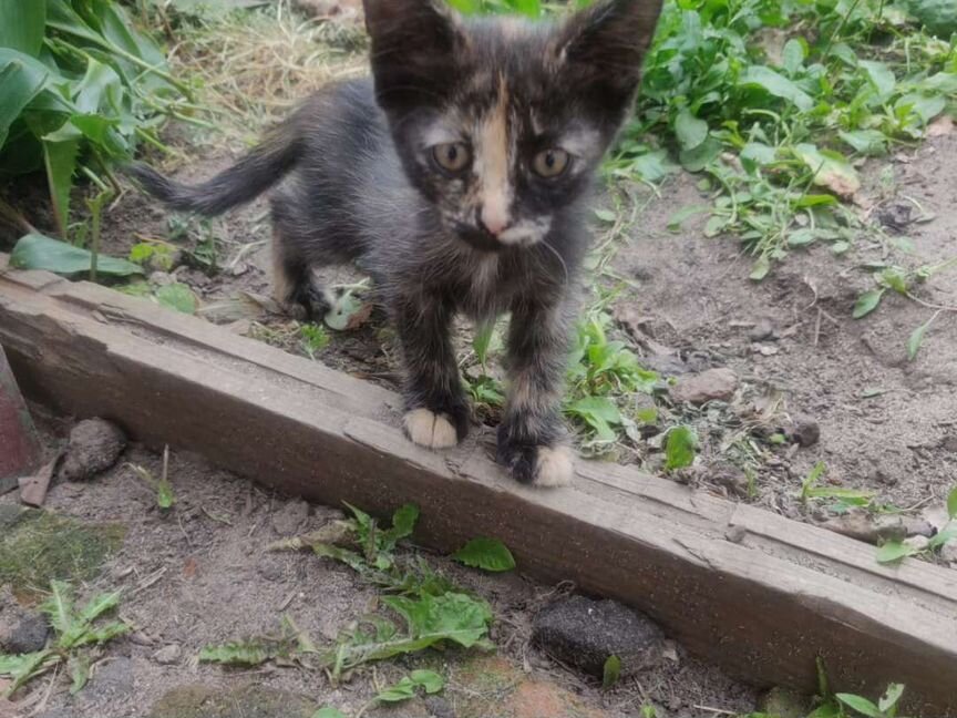 Котята крысоловы бесплатно